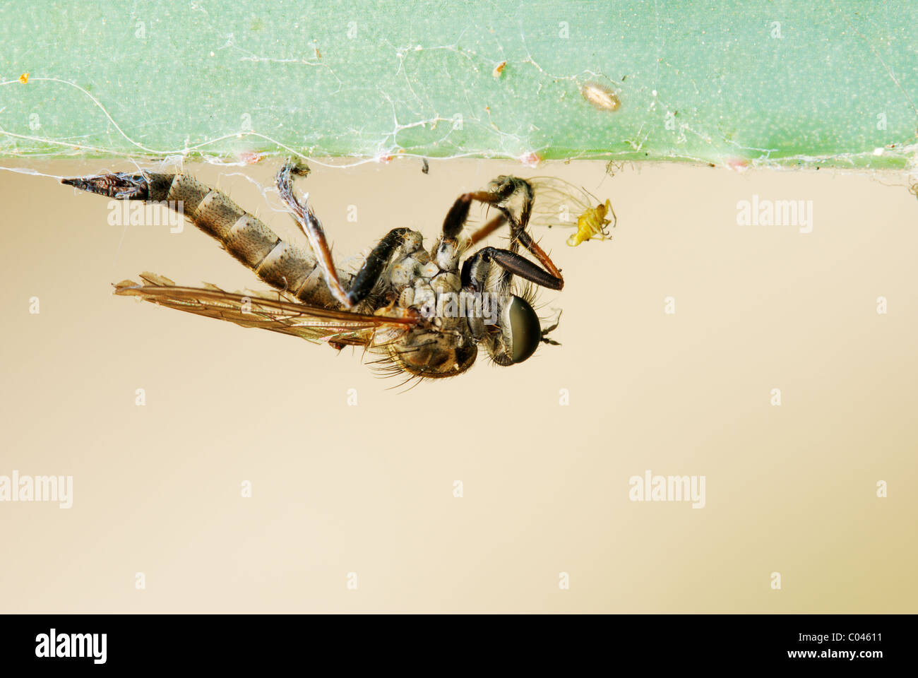 Predator plant hi-res stock photography and images - Alamy