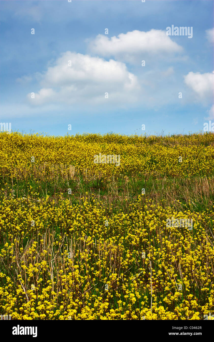 Landscape colza flowers hi-res stock photography and images - Alamy