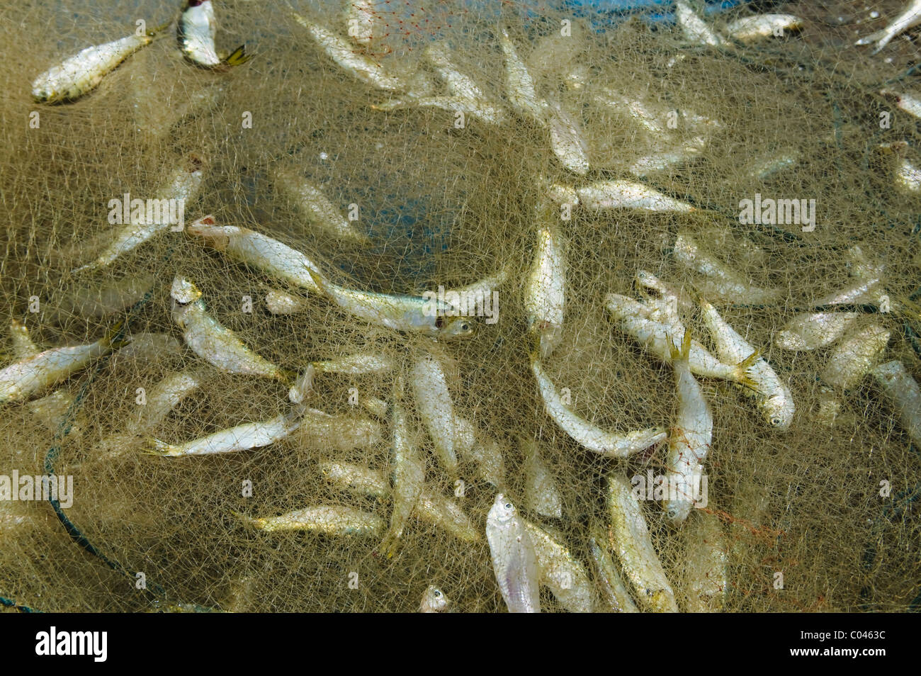 Fisherman harvesting fish on the beach, Goa, India Stock Photo - Alamy