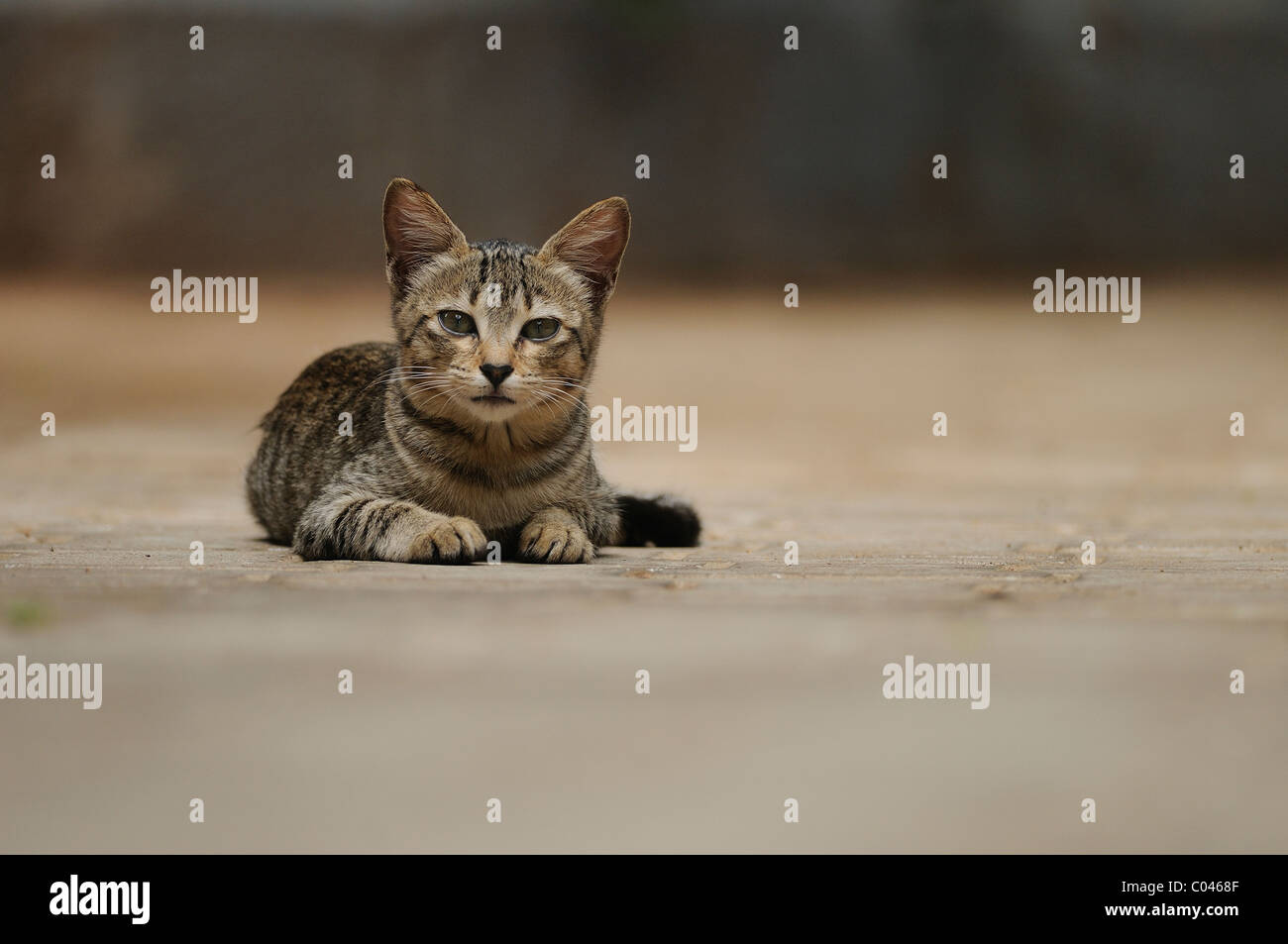 India Pet Cat High Resolution Stock Photography and Images - Alamy