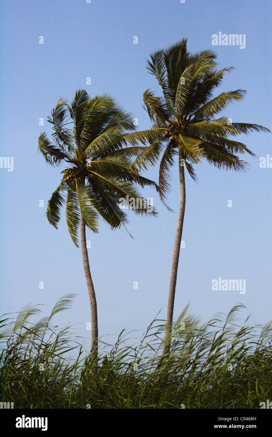 Palm trees, Kerala, India Stock Photo - Alamy