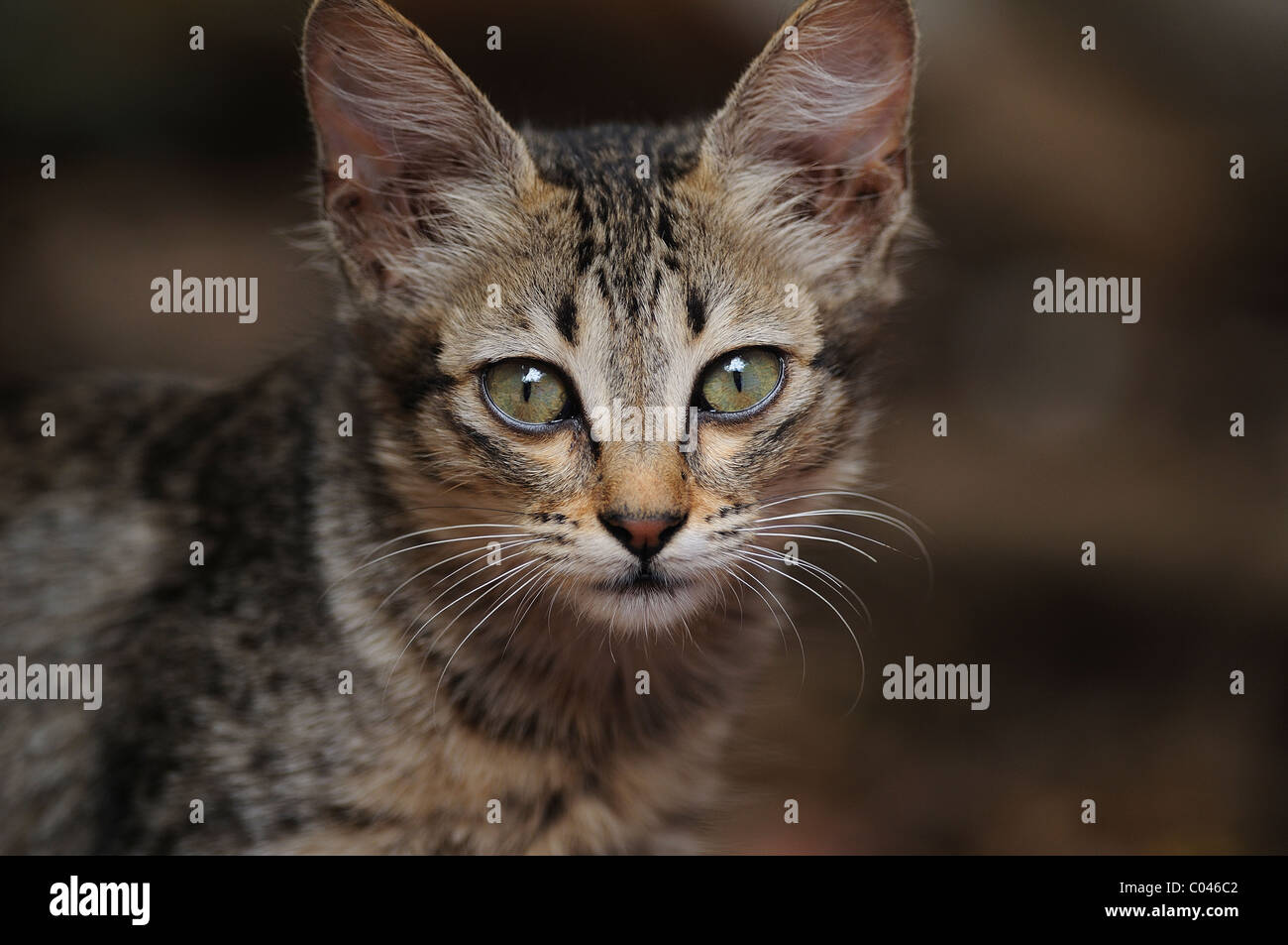 India pet cat hi-res stock photography and images - Alamy