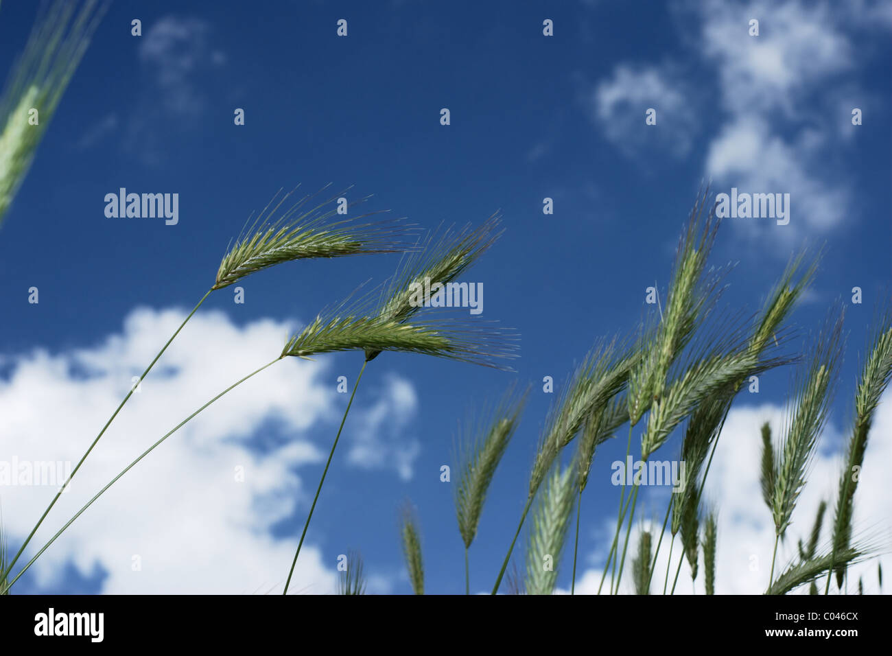 Wheat stems standing up against blue sky Stock Photo - Alamy