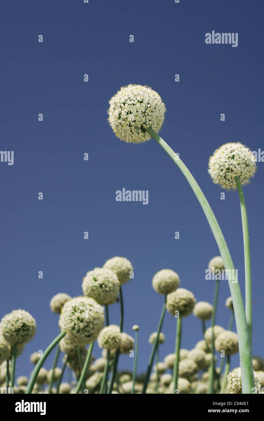 Spherical white onion flowers and blue sky Stock Photo - Alamy