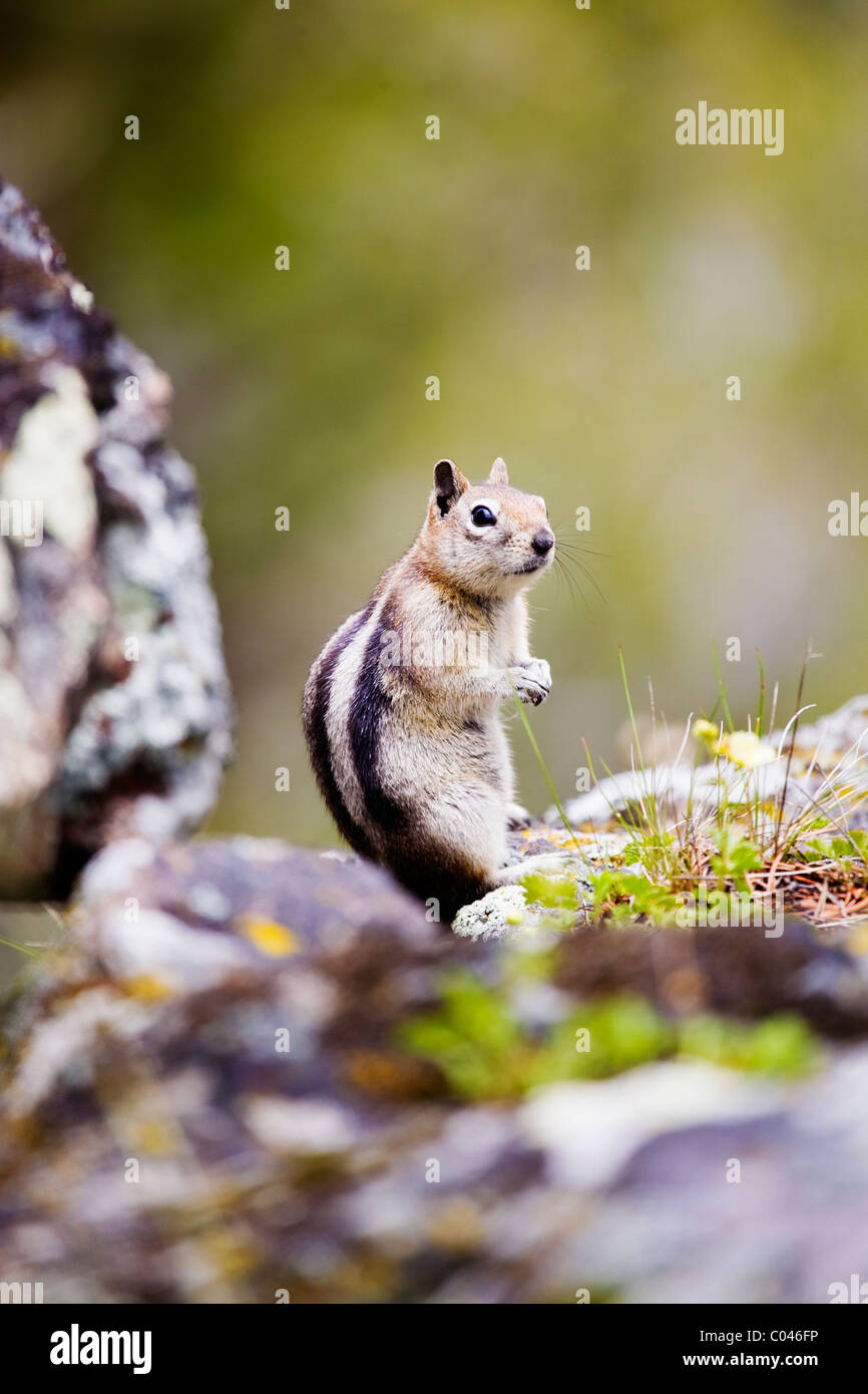 Tamias Minimus High Resolution Stock Photography and Images - Alamy