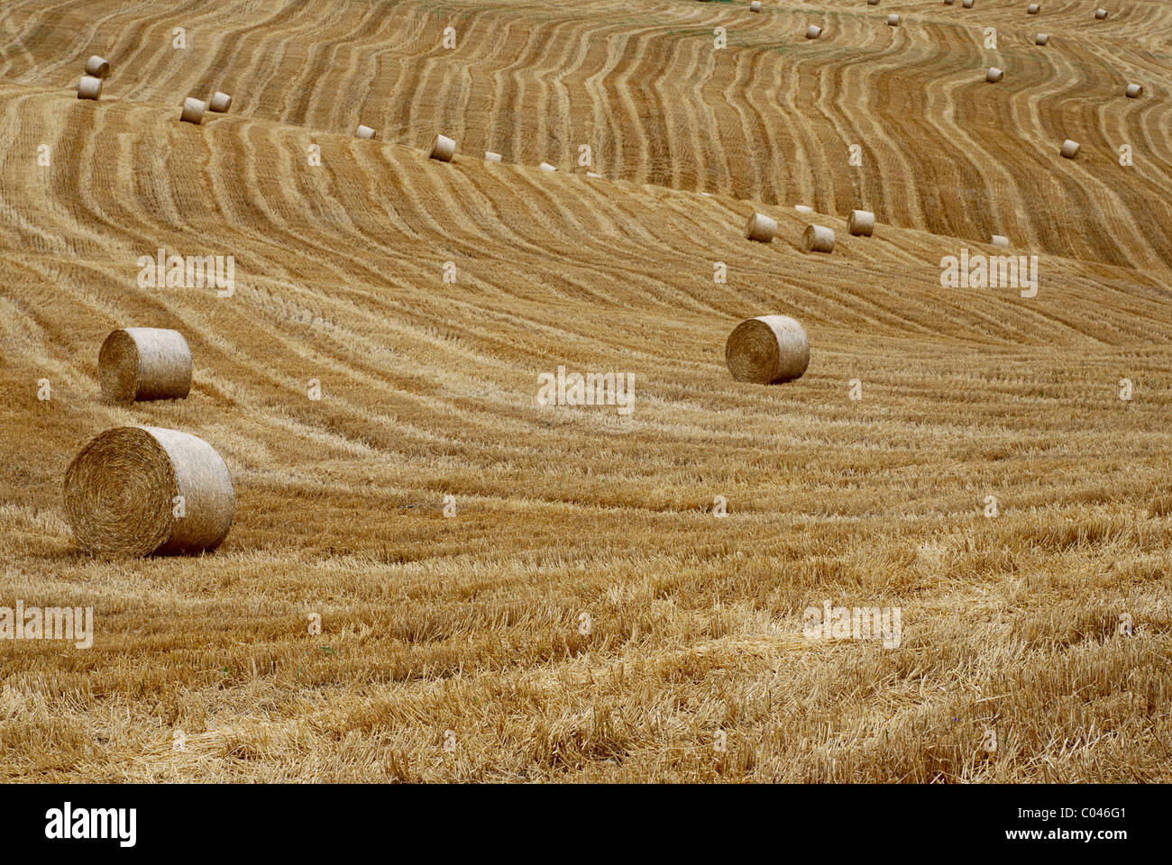 Straw bales in the field after harvest hi-res stock photography and ...