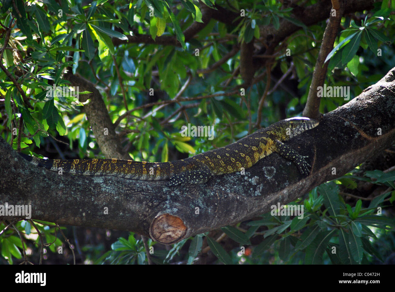 Nile monitor varanus niloticus varanidae hi-res stock photography and ...