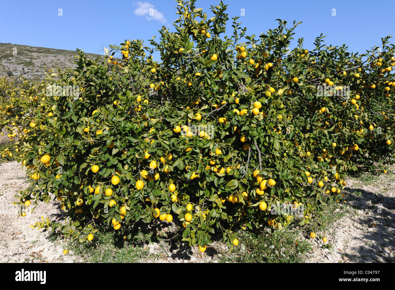 Lemon orchard hi-res stock photography and images - Alamy