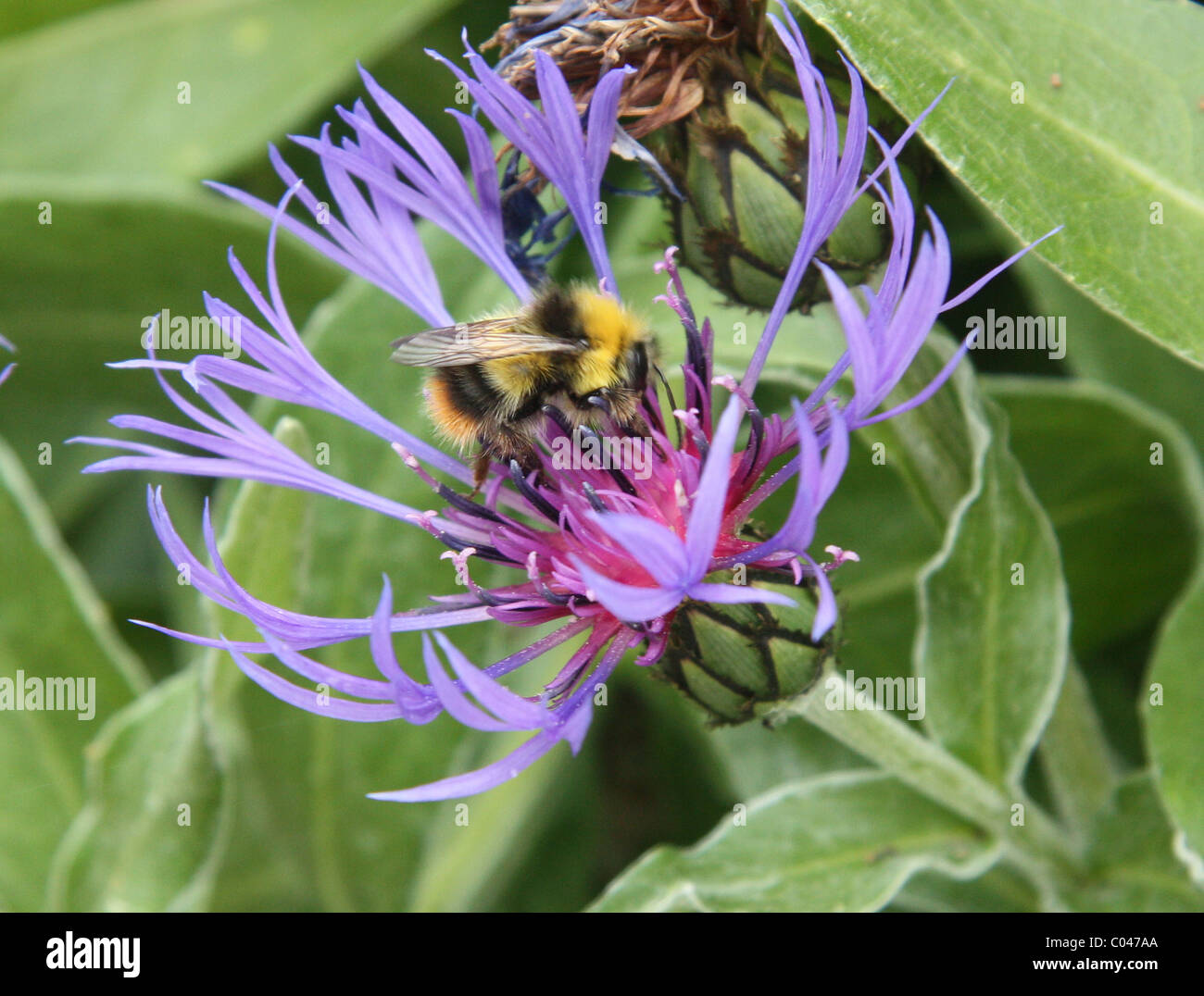 Bee on Cornflower Stock Photo - Alamy