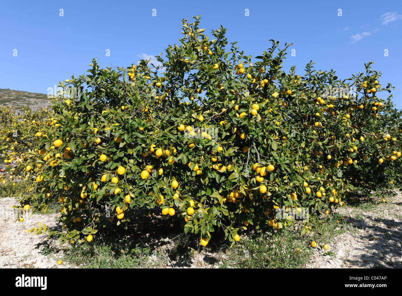 Lemon orchard, Llosa de Camacho, (near Pedreguer), Alicante Province ...