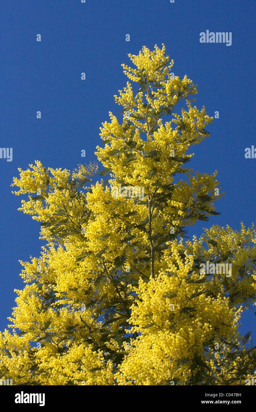 Yellow blossom of mimosa tree in blue sky in Provence Stock Photo - Alamy