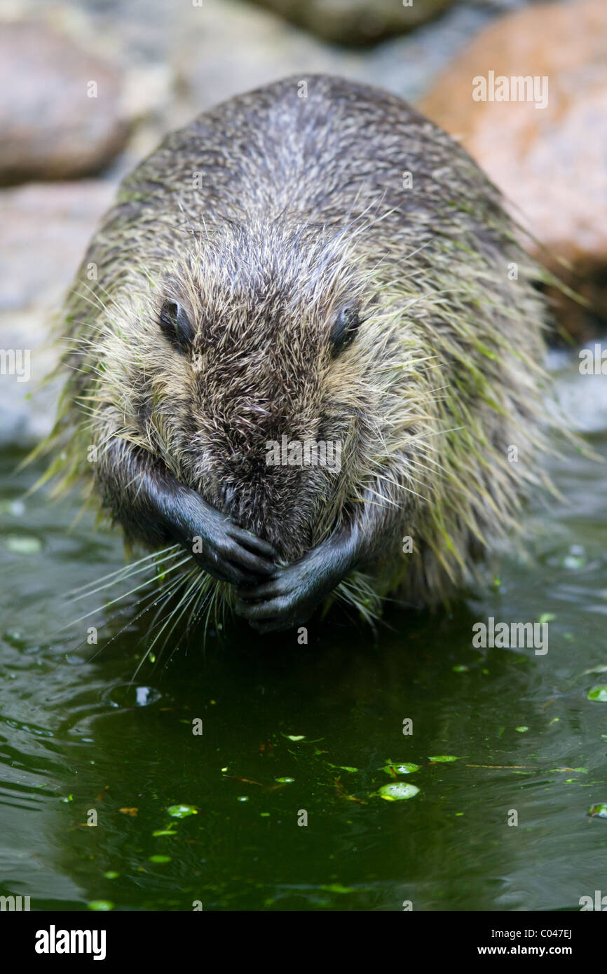 Nutria - Myocastor coypus Stock Photo - Alamy