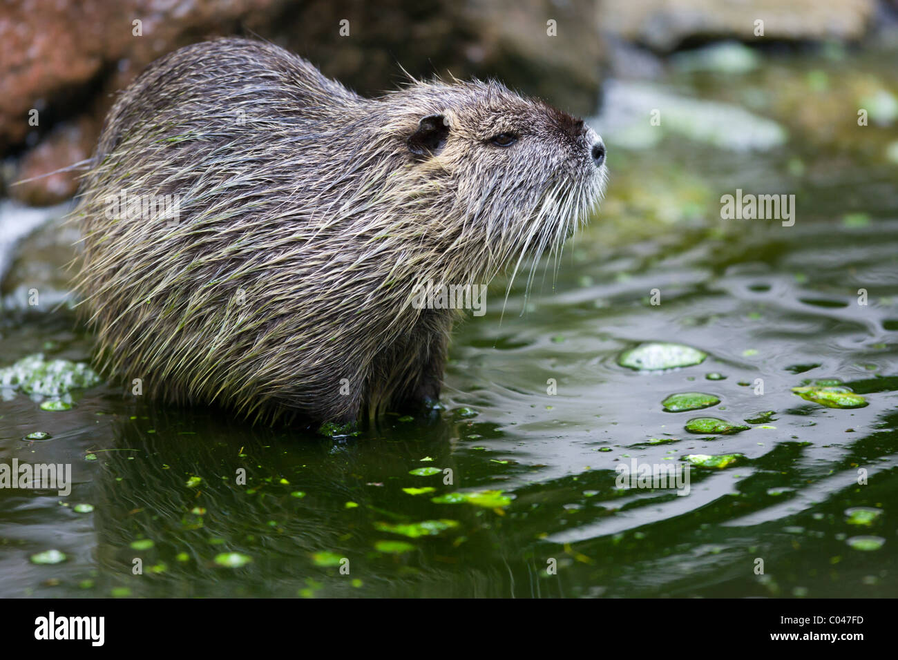 Nutria - Myocastor coypus Stock Photo - Alamy