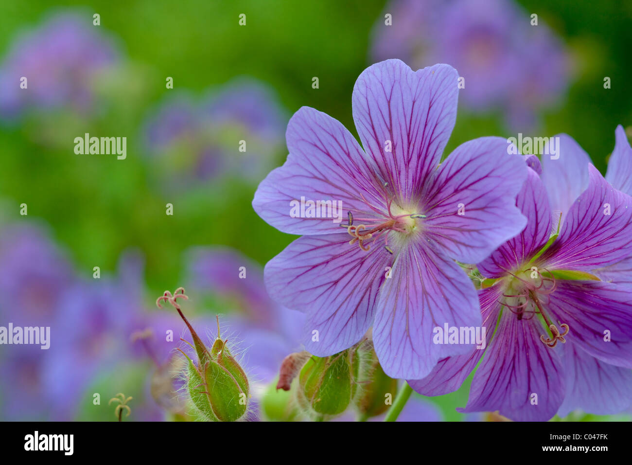 Little blue flowers super macro Stock Photo - Alamy