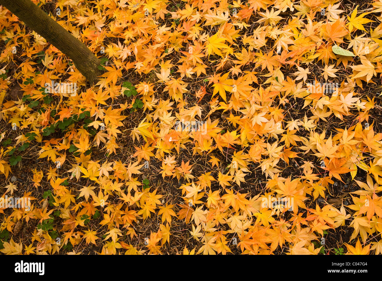 Vine maple tree hi-res stock photography and images - Alamy