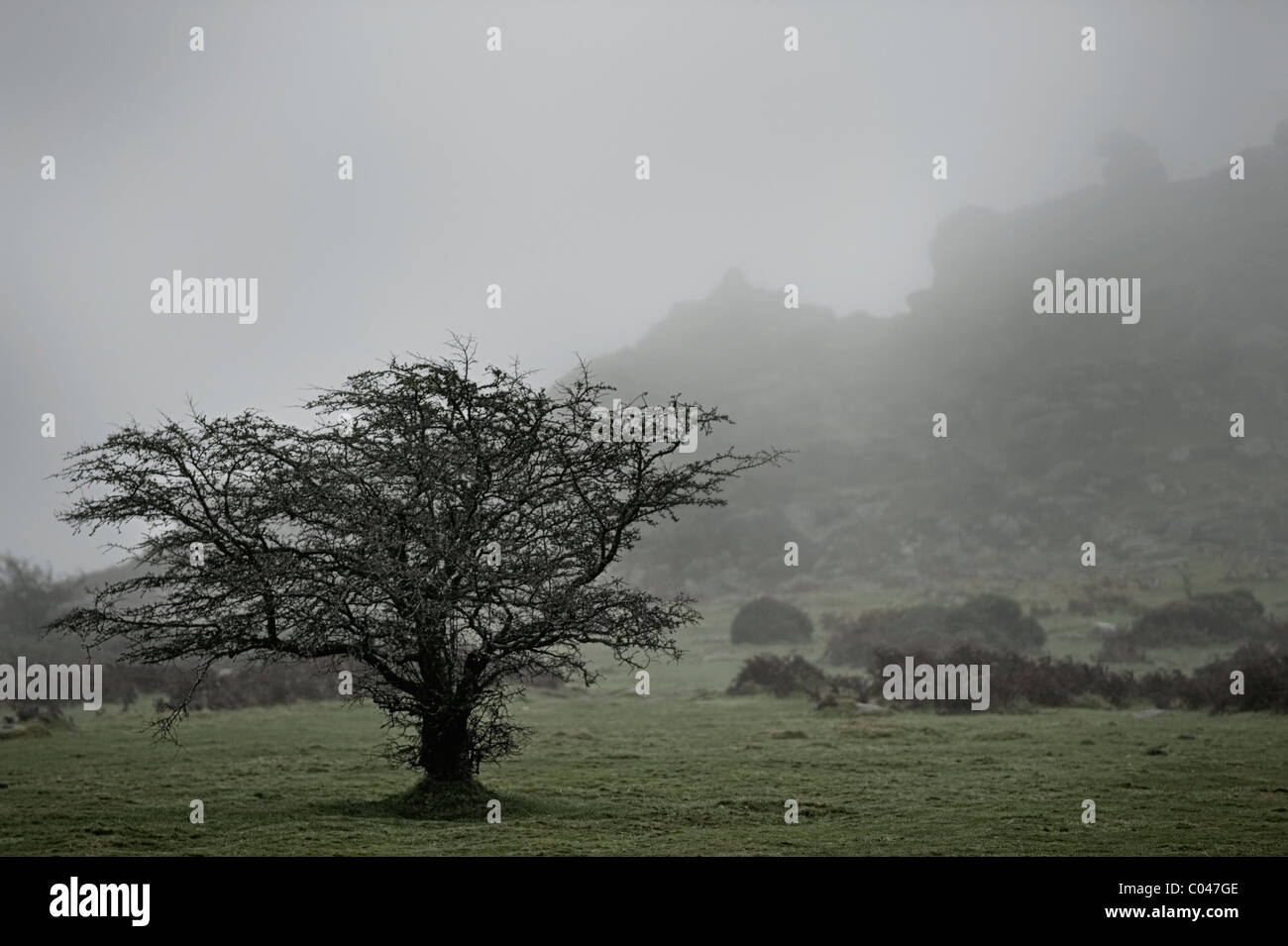 Lone tree in Dartmoor National Park in Devon, England Stock Photo - Alamy