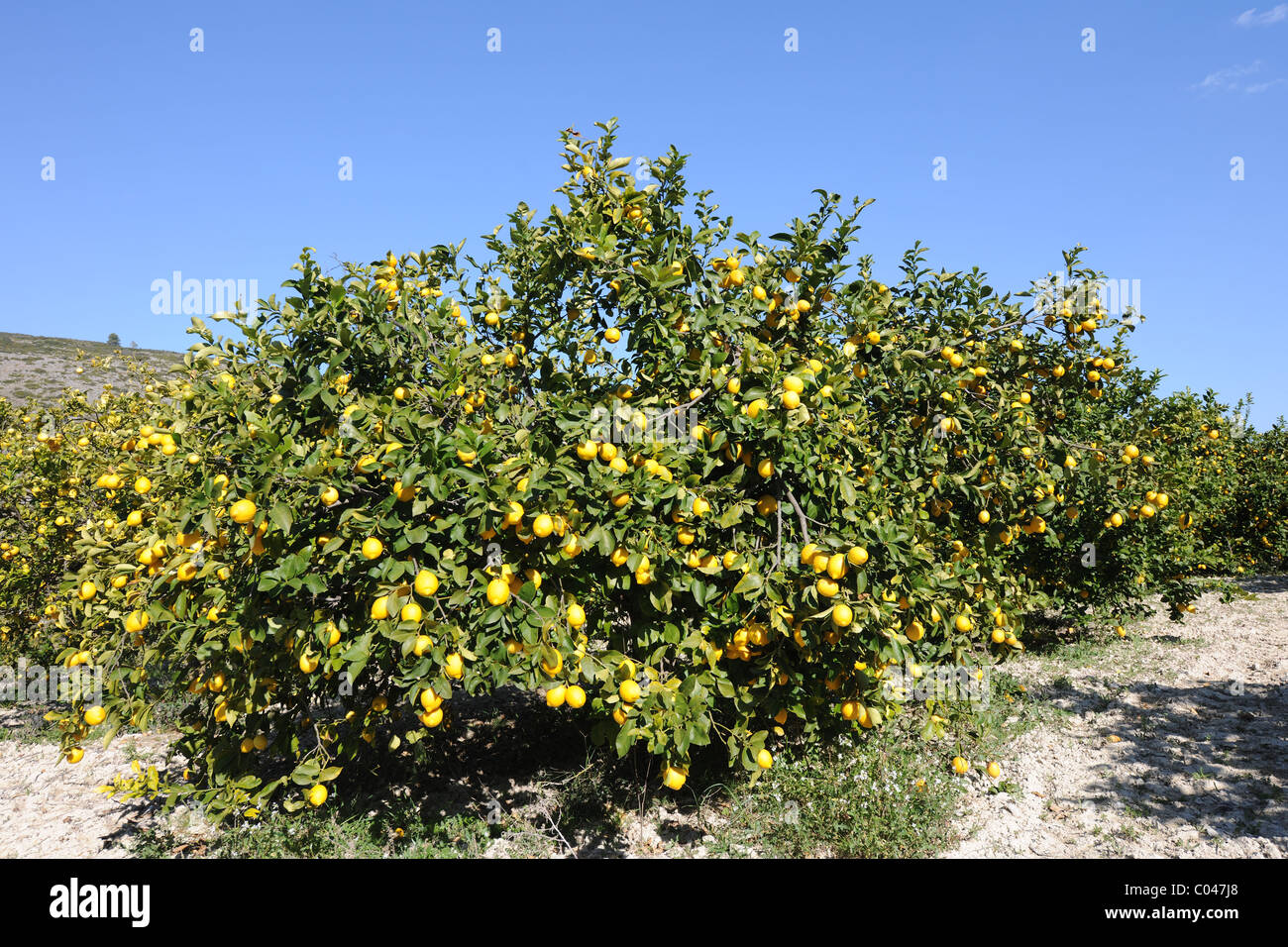 Lemon orchard hi-res stock photography and images - Alamy