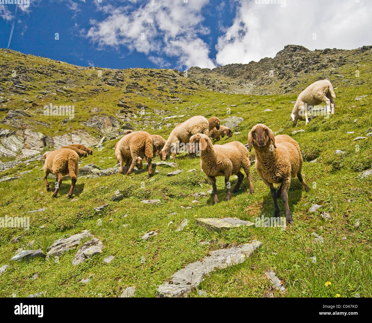 Alpine sheep hi-res stock photography and images - Alamy