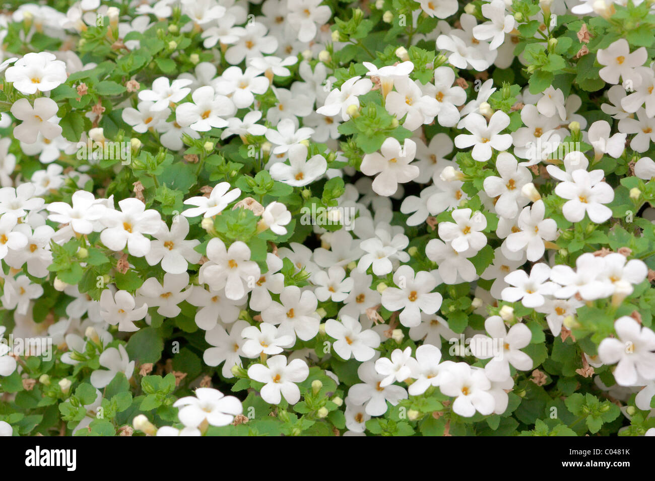 Background of little white flowers Stock Photo - Alamy