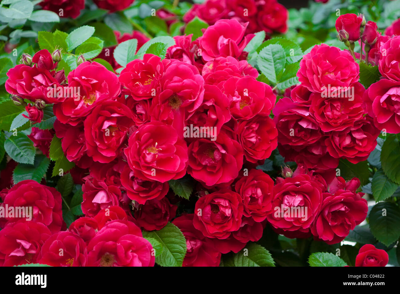 Red rose background close up in nature Stock Photo - Alamy