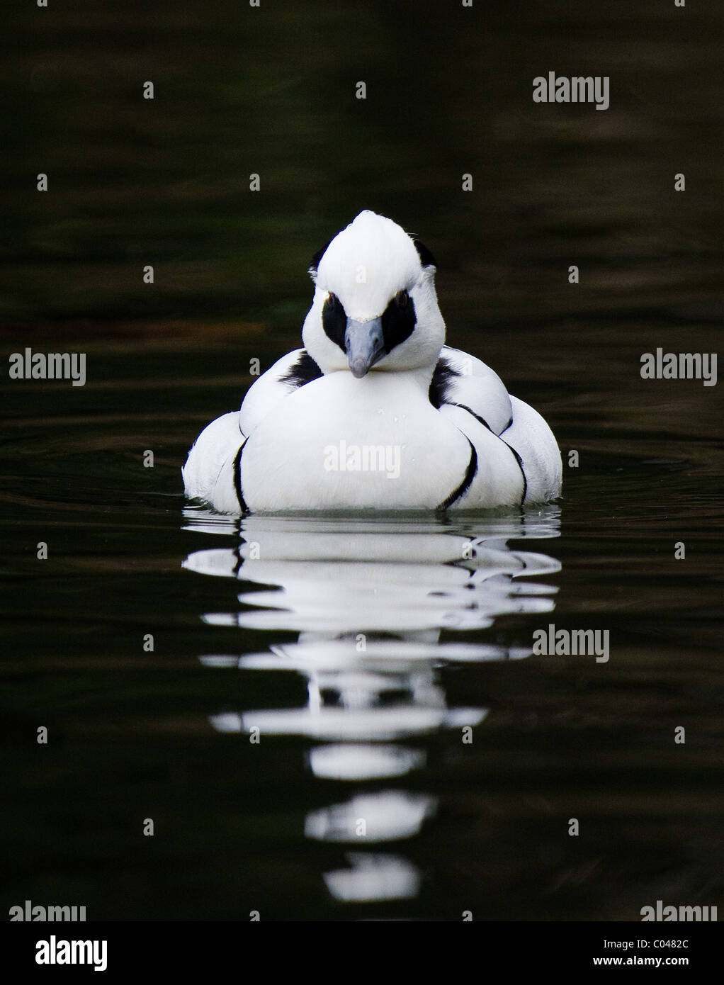 Black duck flight hi-res stock photography and images - Alamy