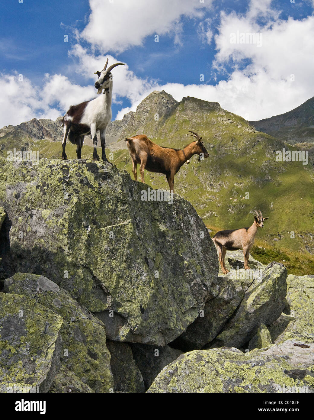 Goats high in the Stubai Alps Stock Photo - Alamy