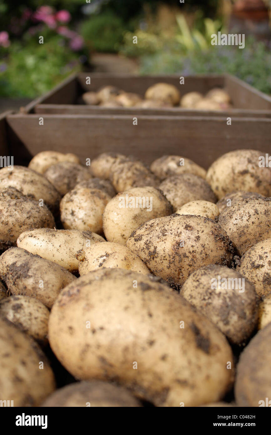 Freshly dug new potatoes Stock Photo - Alamy