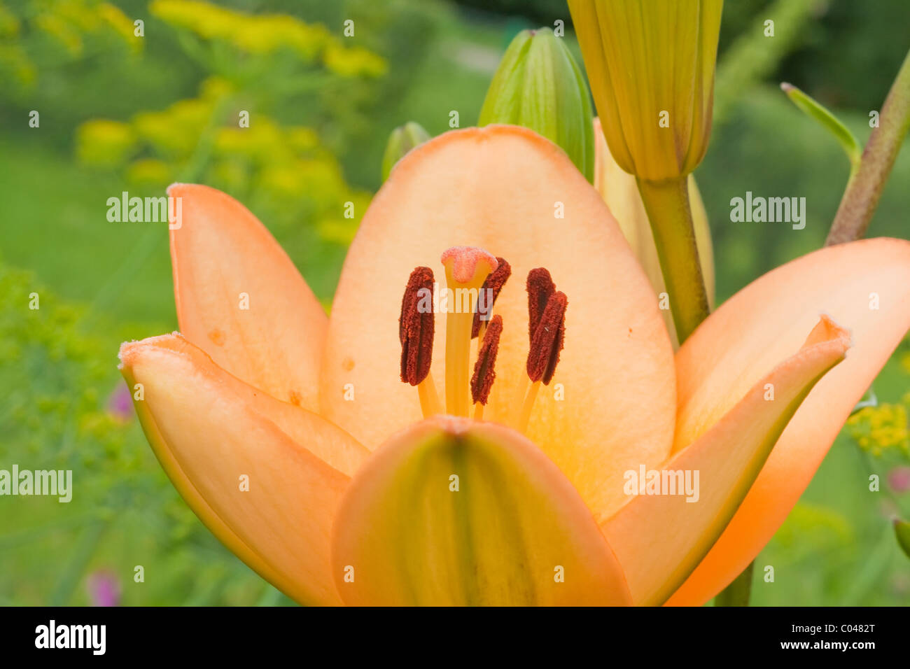 Tigerlily hi-res stock photography and images - Alamy