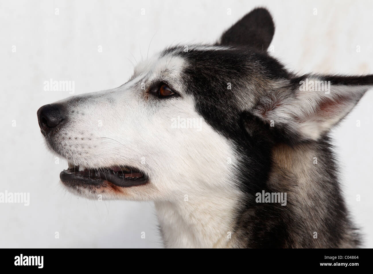 Black dog horizontal portrait hi-res stock photography and images - Alamy