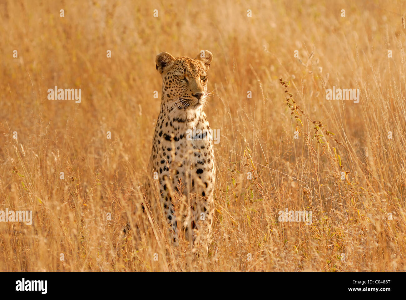 Leopardess hi-res stock photography and images - Alamy