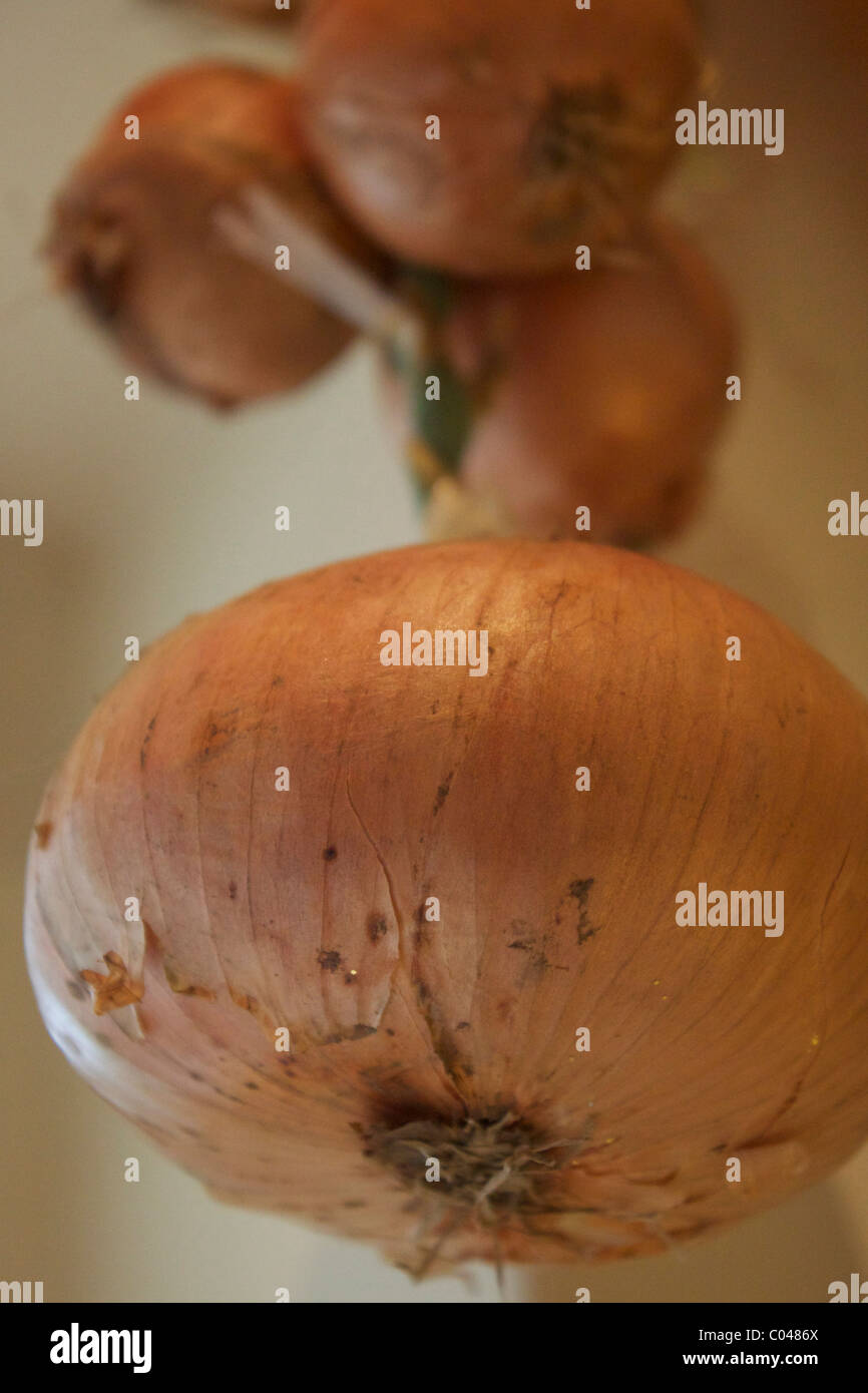 String of onions hi-res stock photography and images - Alamy