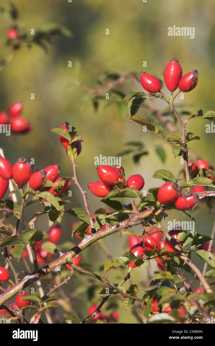 Red hips of Rosa canina, dog rose in Provence, on shrub with prickles ...