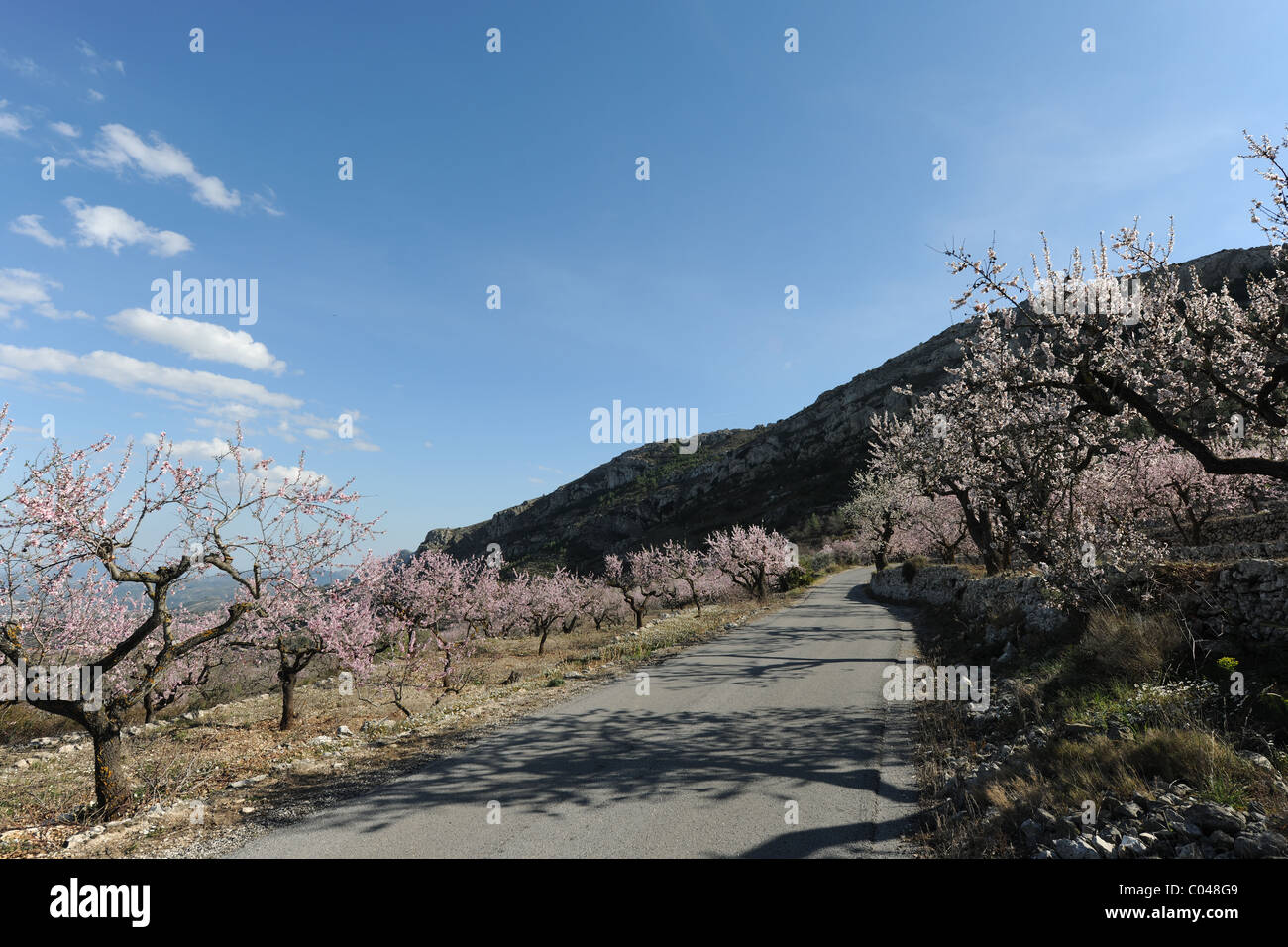 almond blossom & narrow road on the Cavall Verde, Benimaurell, Vall de ...