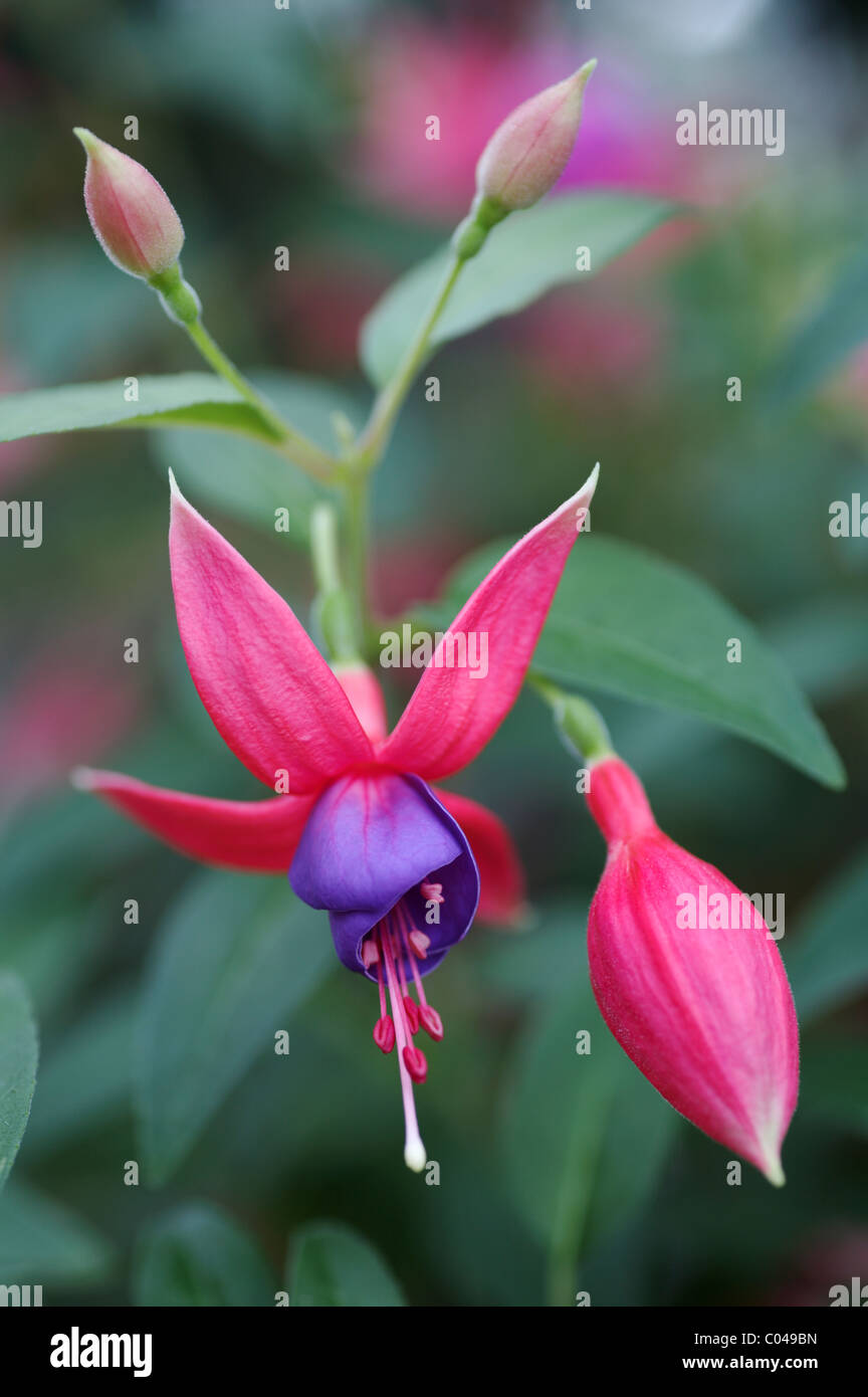 Fuchsia barbara windsor hi-res stock photography and images - Alamy