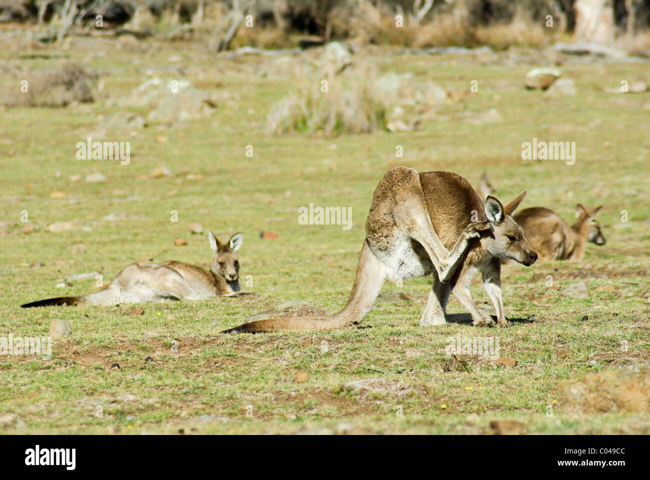 Curious kangaroos australian tasmanian scratching behind ear hi-res ...