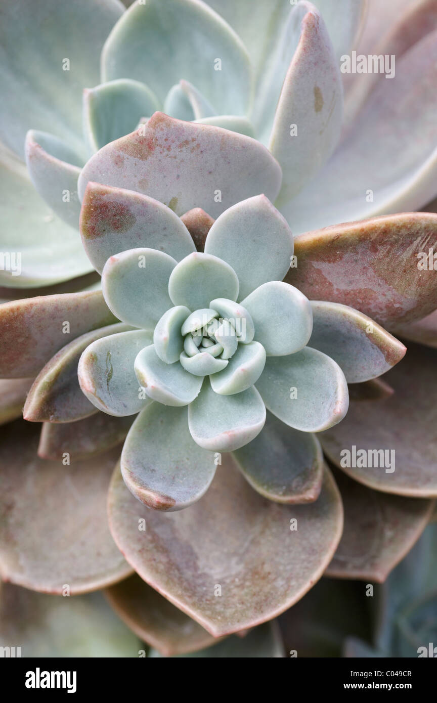 Graptoveria hi-res stock photography and images - Alamy