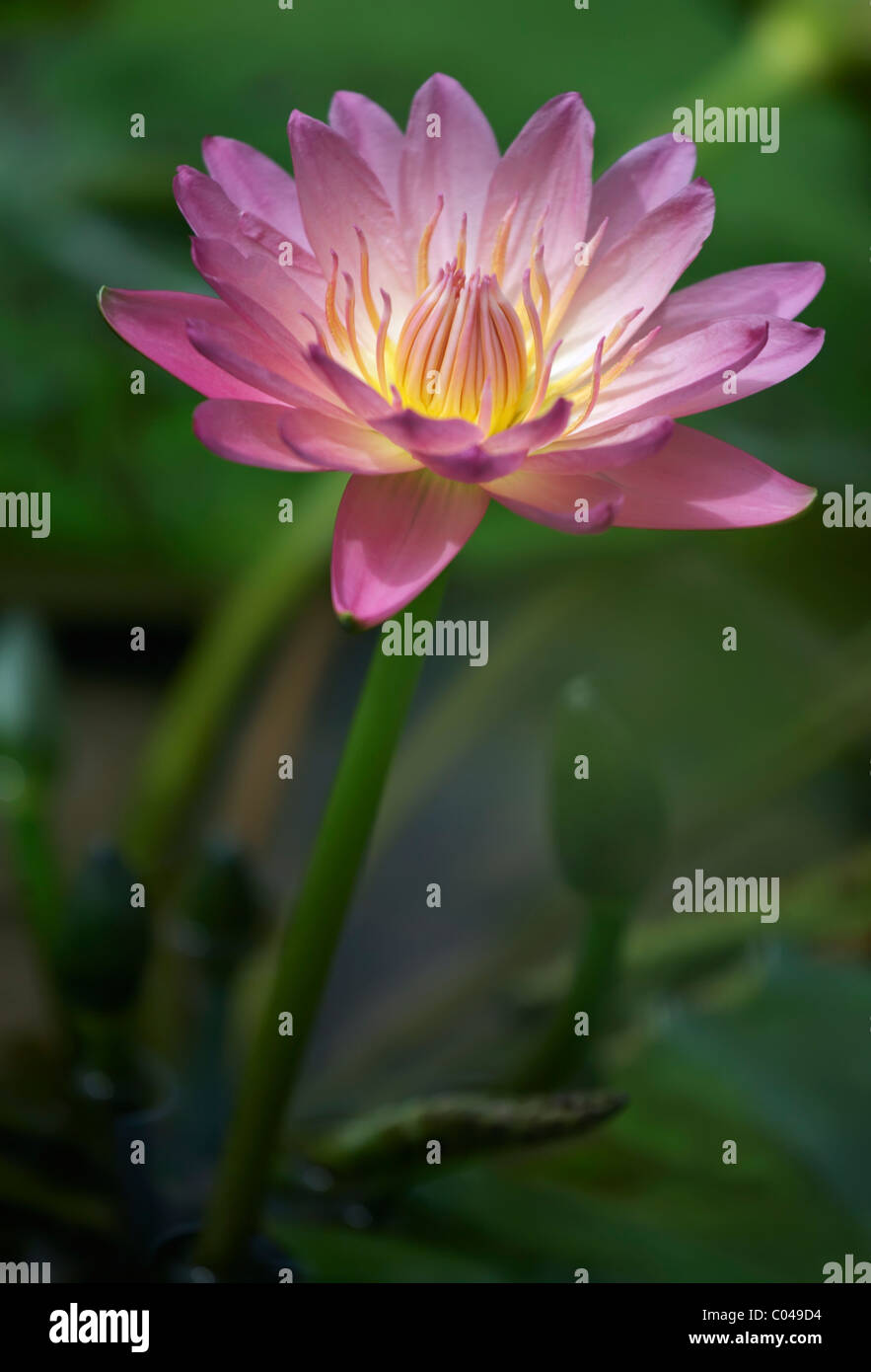 NYMPHAEA ALBERT GREENBERG Stock Photo - Alamy