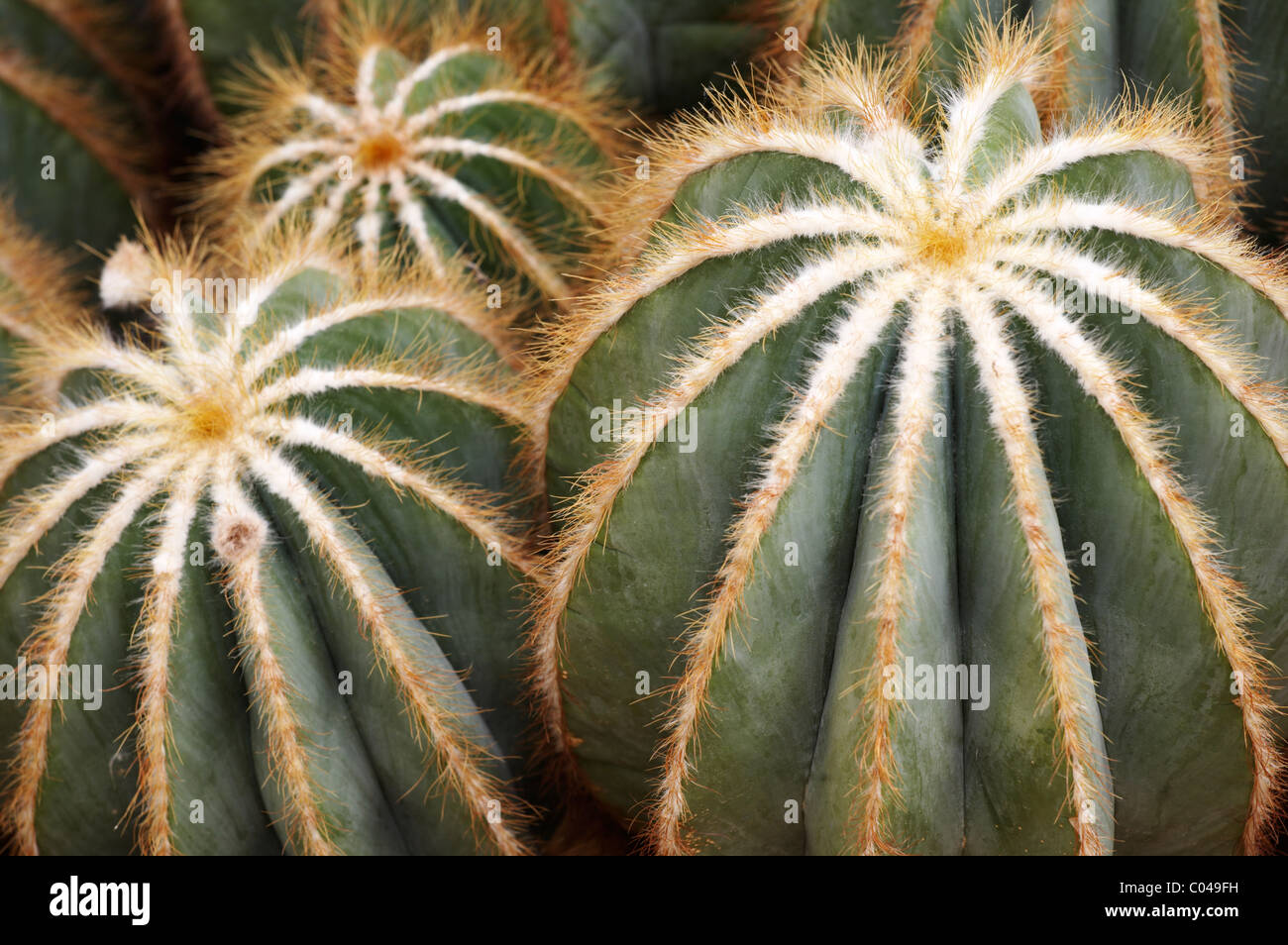 Parodia magnifica hi-res stock photography and images - Alamy