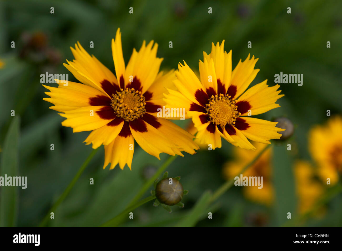 Coreopsis Grandiflora Heliot