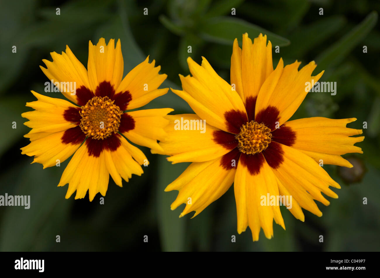 Coreopsis Grandiflora Heliot
