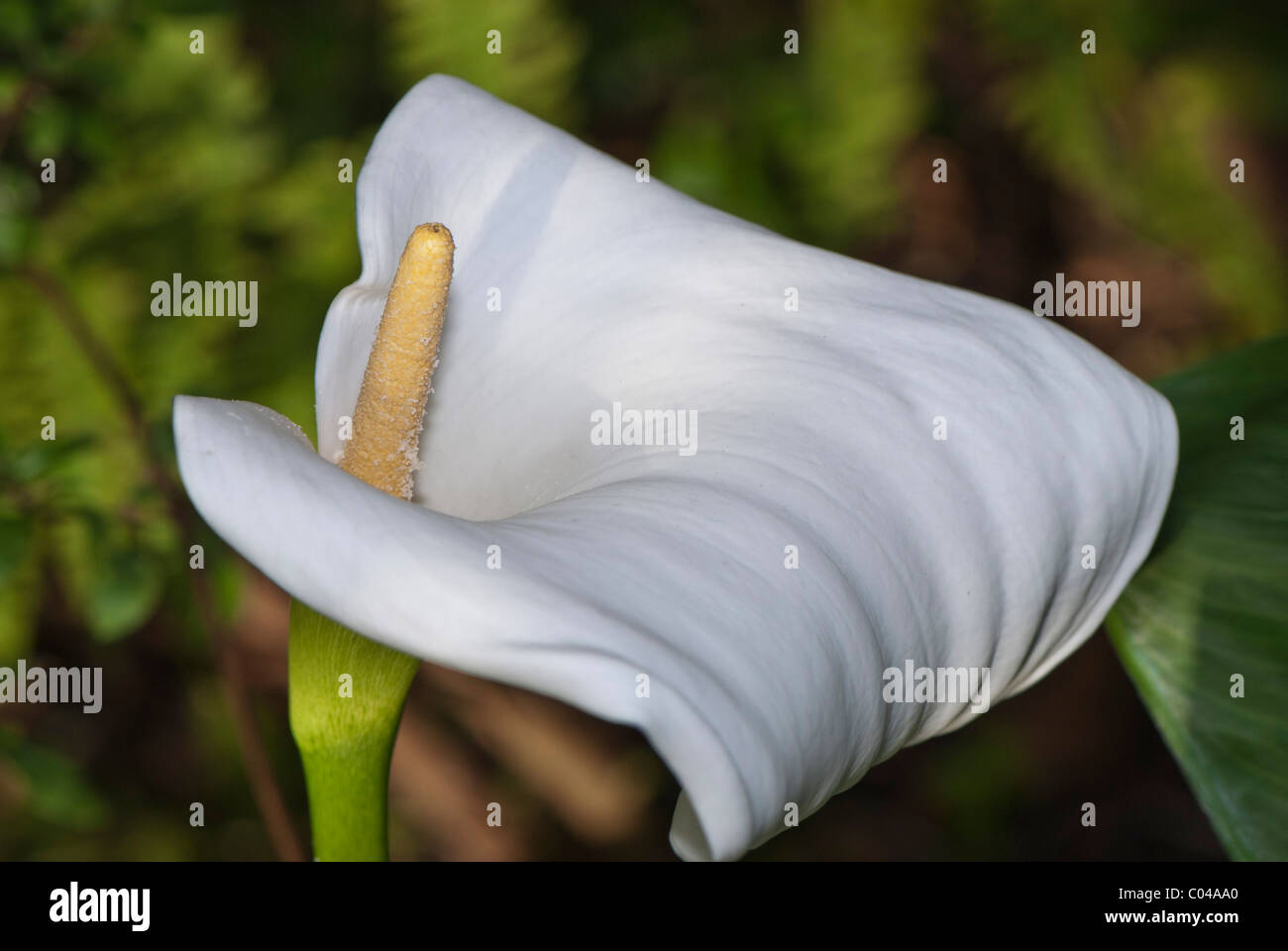 Cape Arum lily Zantedeschia aethiopica Araceae South Africa Stock Photo ...