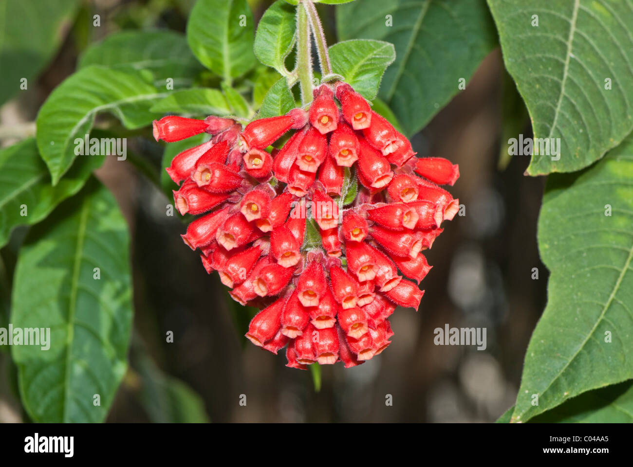 Cestrum fasiculatum Solanaceae evergreen shrub. Red Cestrum native of ...