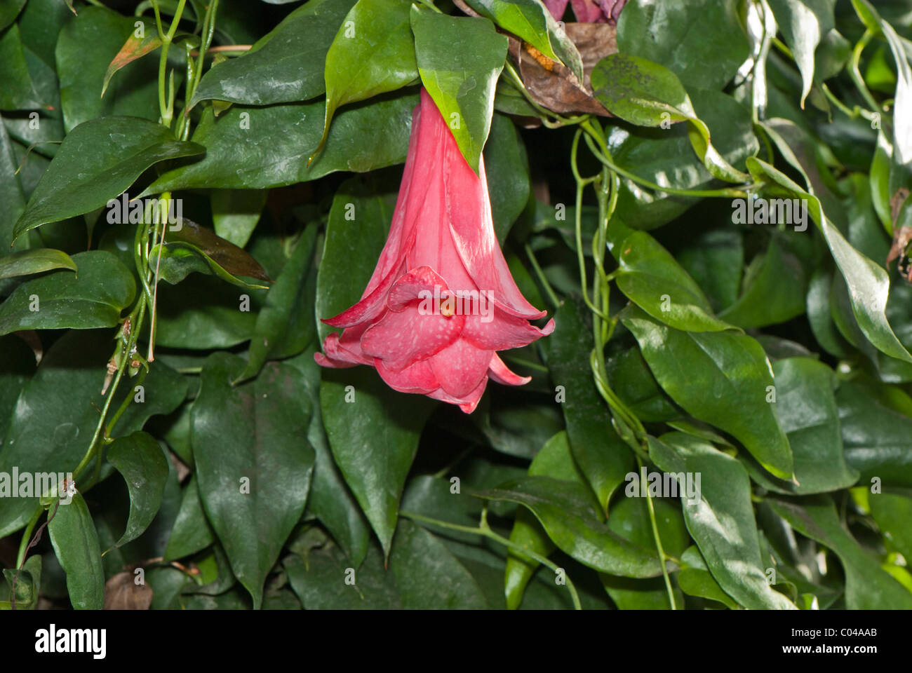Chilean Bell Flower Lapageria rosea Philesiaceae Southern Chile Stock ...