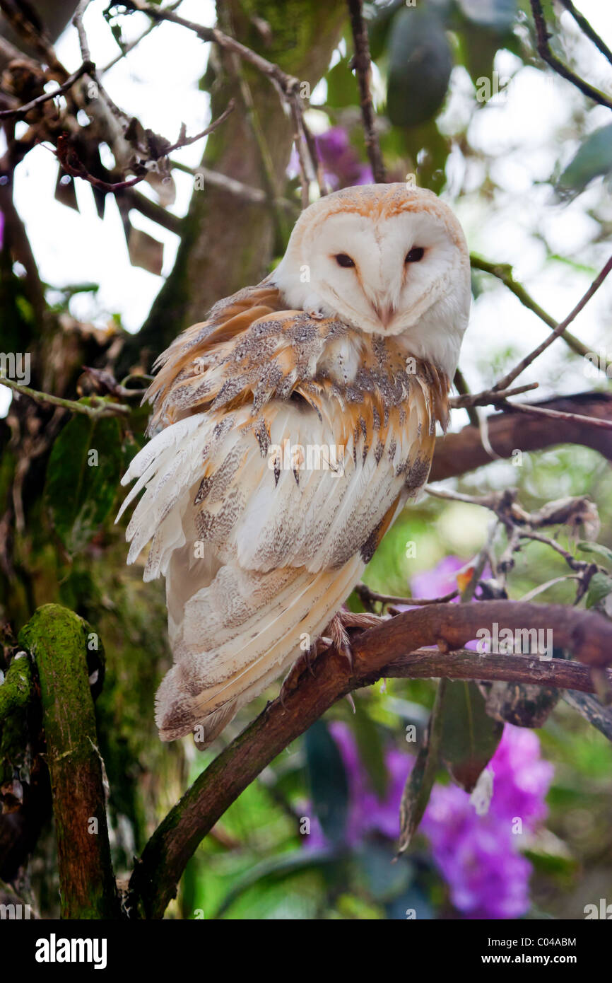 Barn owl tree hi-res stock photography and images - Alamy