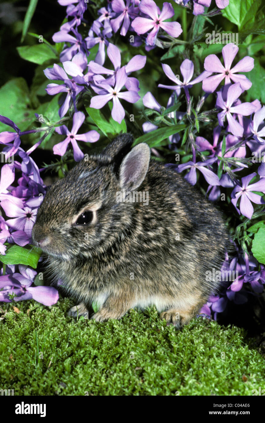 Baby cottontail rabbit, Lepus sylvaticus, hides in garden under ...
