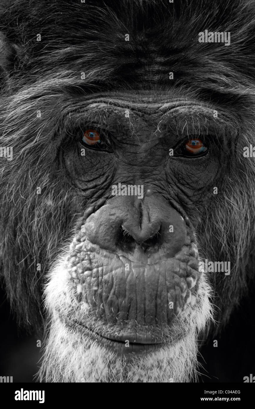 Chimp portrait hi-res stock photography and images - Alamy
