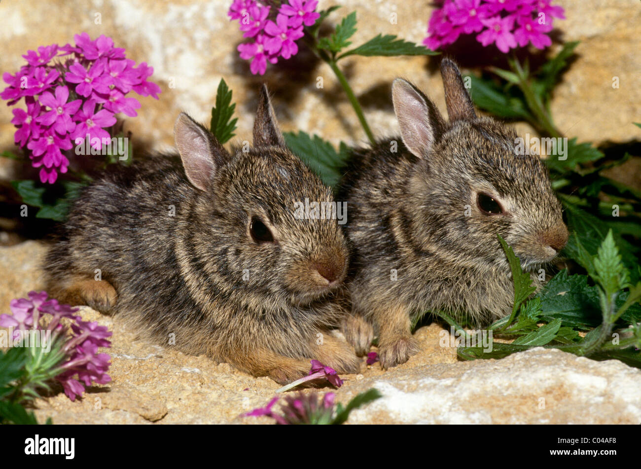 Two baby rabbits sit on warm rocks in garden surrounded by wild Rose ...