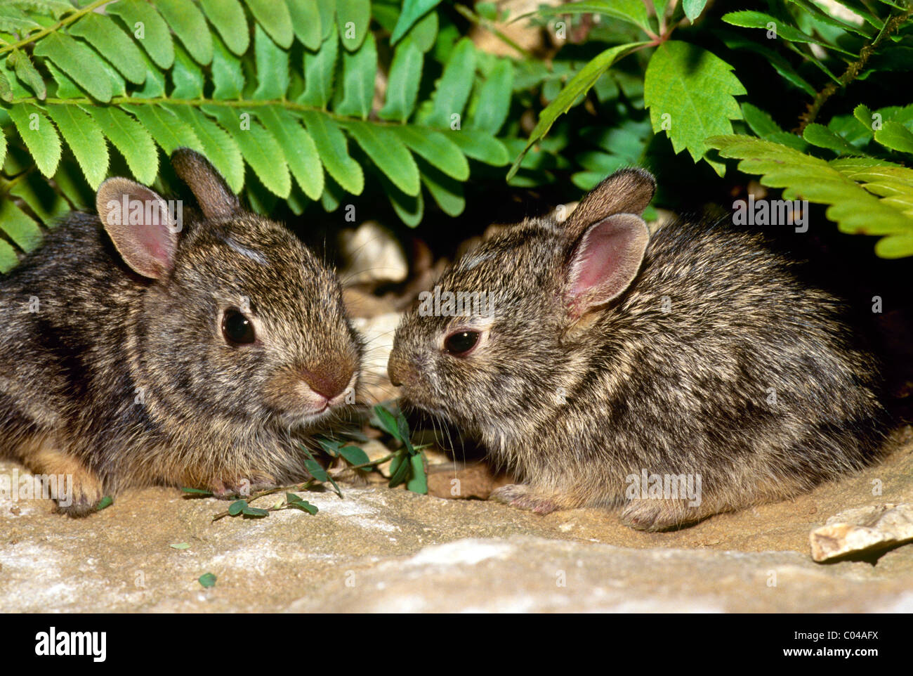 Two cottontail baby rabbits, Sylvilagus floridanus, are hiding under ...