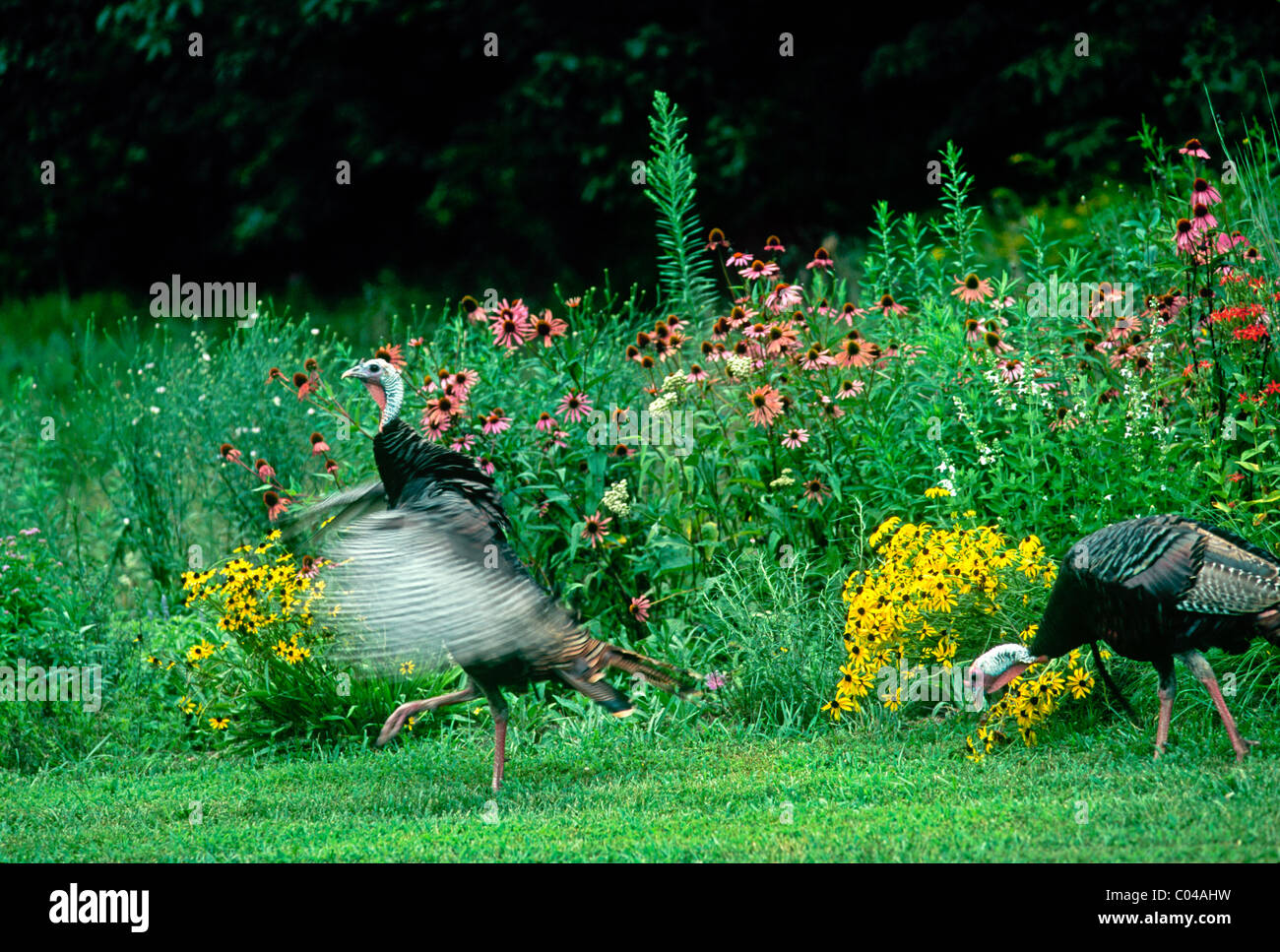 Wild turkey wing flap hi-res stock photography and images - Alamy