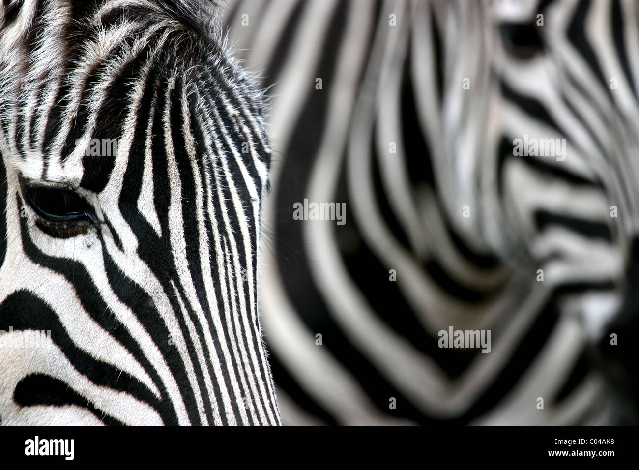 Abstract zebra pattern hi-res stock photography and images - Alamy